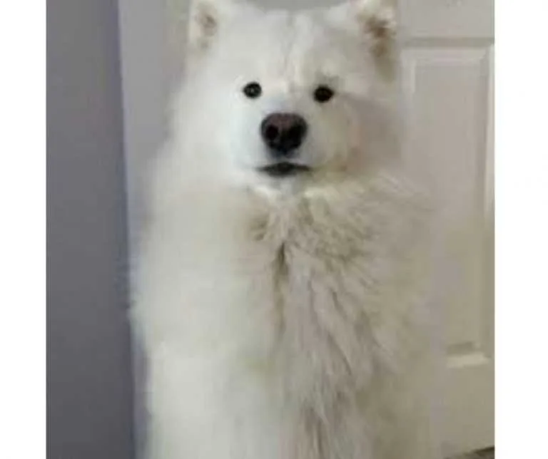 Floofy Cats, Floofy Dogs, Floofy Animals - All You Need To LOL!