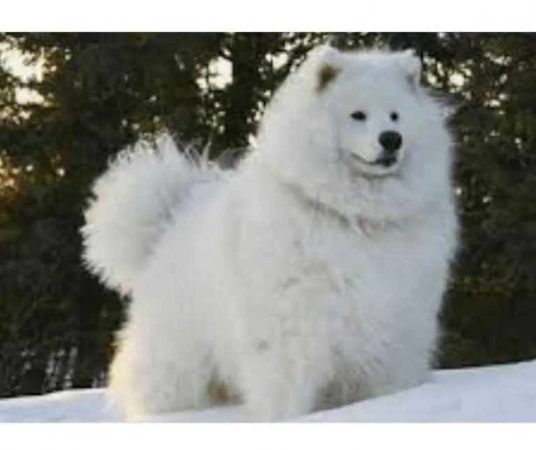 Floofy Cats, Floofy Dogs, Floofy Animals - All You Need To LOL!