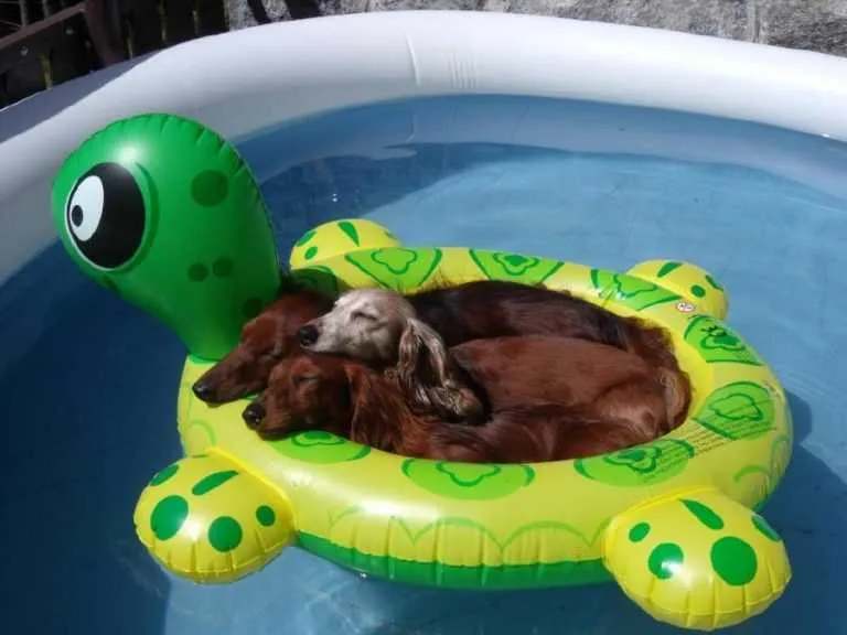 20 Pictures Of Adorable Animals Playing In A Pool And Having A Tail ...