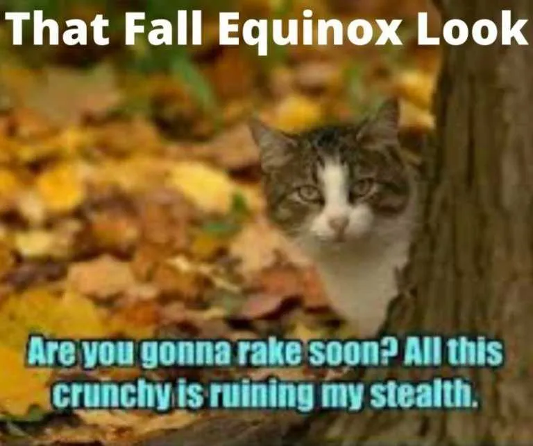 23 Autumn Equinox Memes You'll Fall In Love With