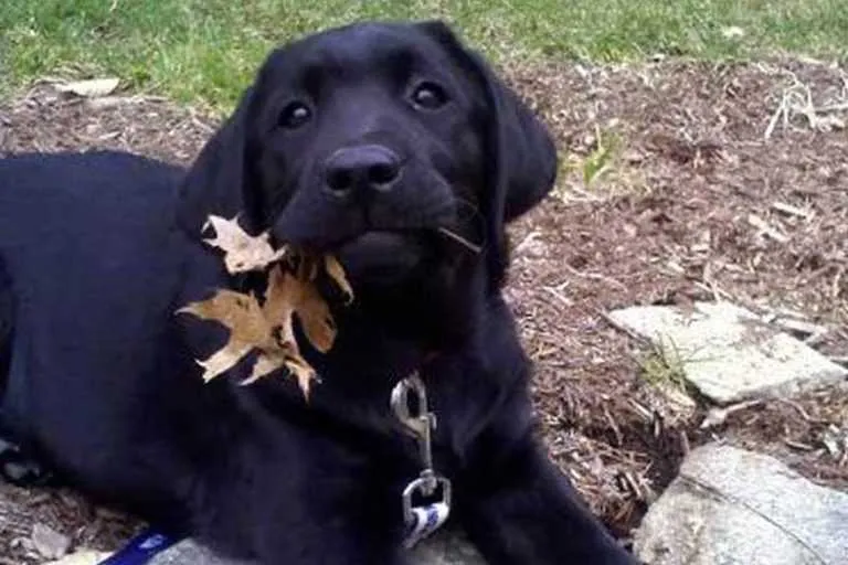 23 Funny Fall Animal Pictures That Are So Cute You'll Smile