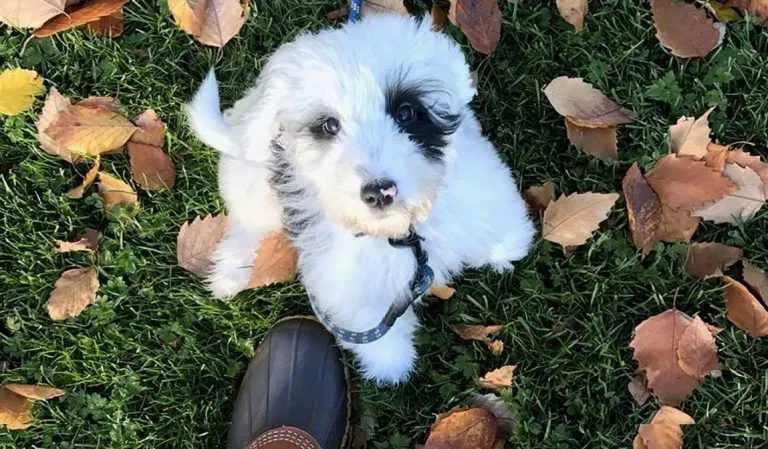 23 Funny Fall Animal Pictures That Are So Cute You'll Smile