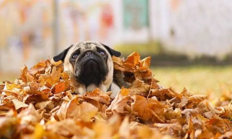23 Funny Fall Animal Pictures That Are So Cute You'll Smile