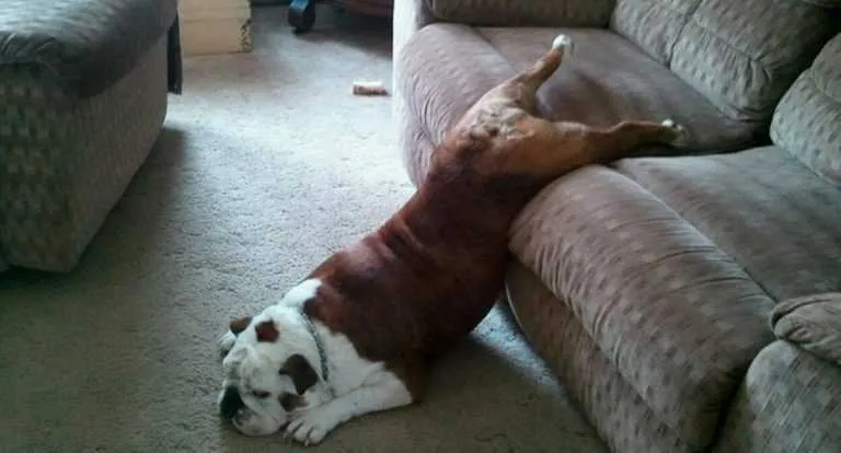 16 Cutest Animal Pictures That Are The Epitome Of Laziness