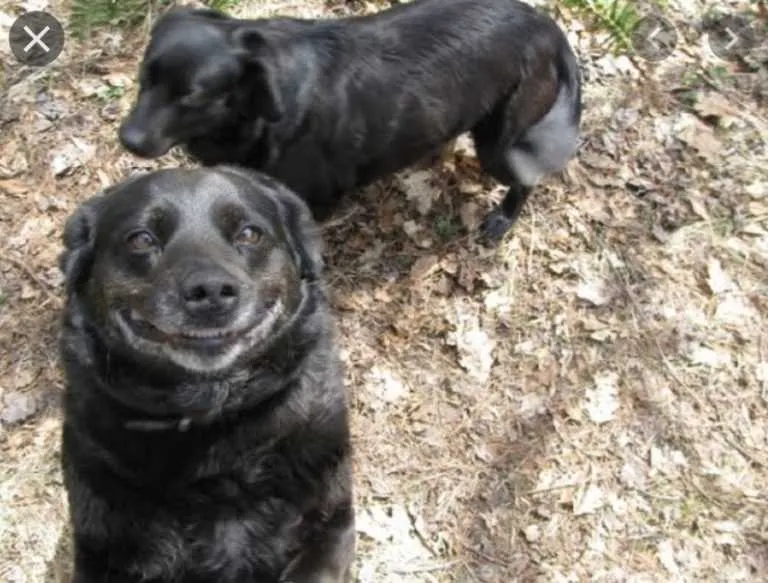 20 Smiling Dog Photos That Show Their Real Personality