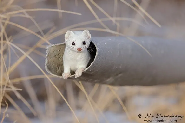 25 Stoat Pictures Because They're The Cutest Little Predators