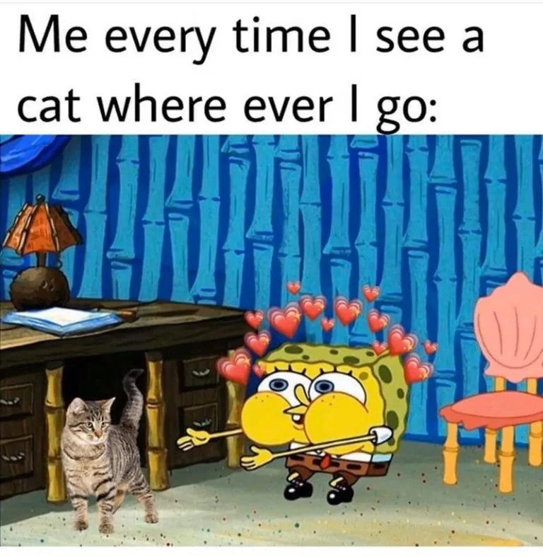 24 Cute And Funny Cat Pictures For Cat Parents