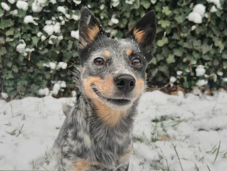 34 Priceless Pictures Of Cute Smiling Dogs