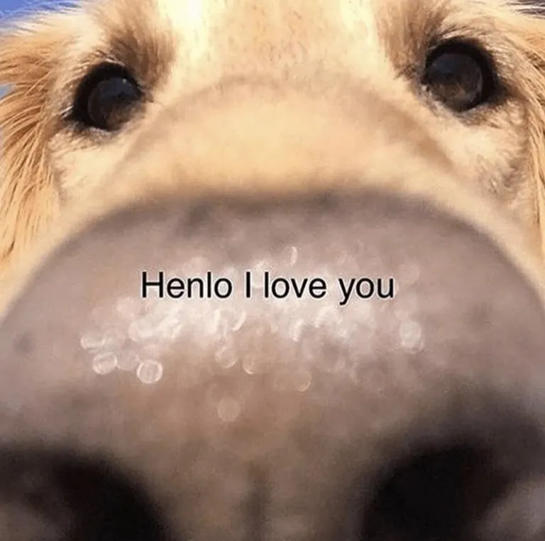 30 Excellent Dog Memes To Make Your Day Better