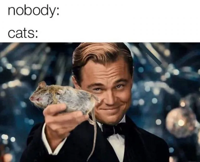 20 Dumb Cat MemesThat Are S FunnyYou Can't Resist Laughing