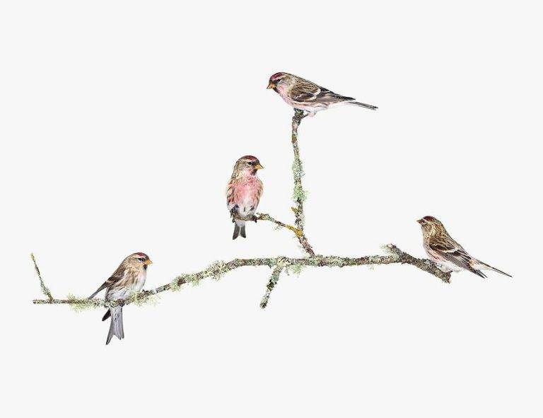 30 Stunning Studio Photographs Of Birds