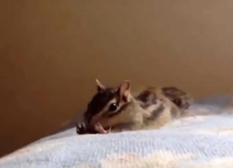 Cutest Chipmunk Ever Plays Around In Comfy Bed Sheets