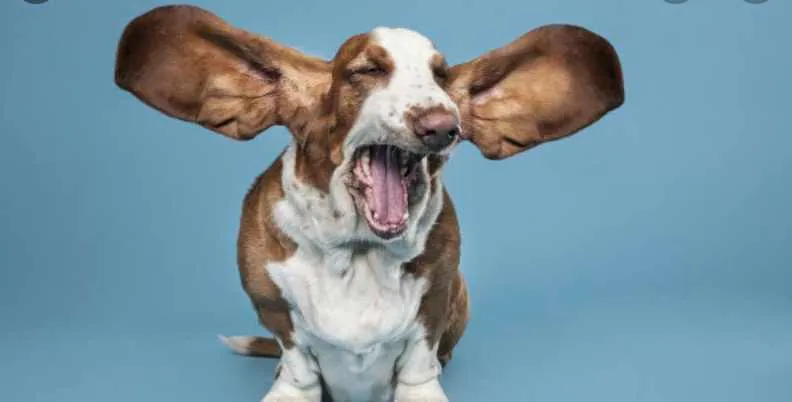 20 Smiling Dog Photos That Show Their Real Personality