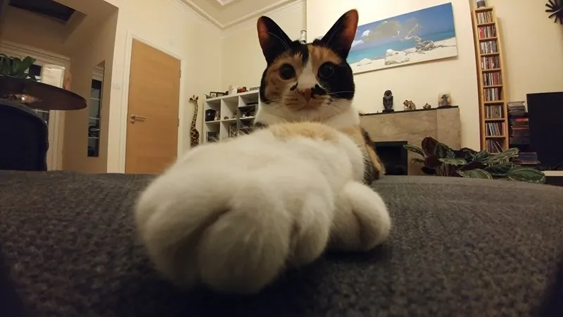 24 Cute And Funny Cat Pictures For Cat Parents