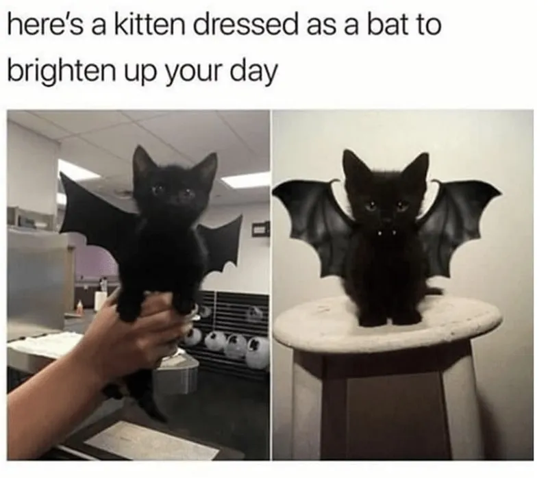 30 Excellent Cat Memes For All The Cat Lovers