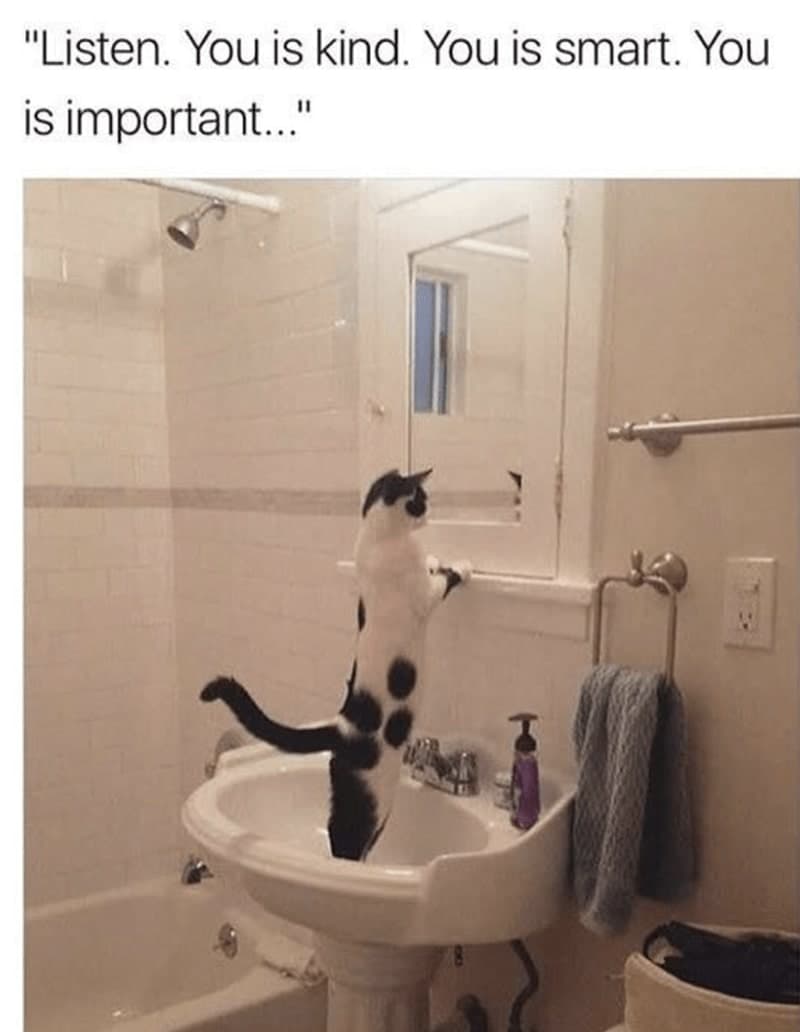 30 Excellent Cat Memes For All The Cat Lovers
