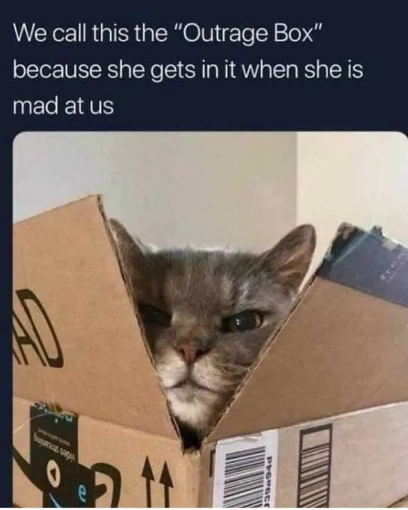 20 Funny Pictures Of Box-Loving Cats