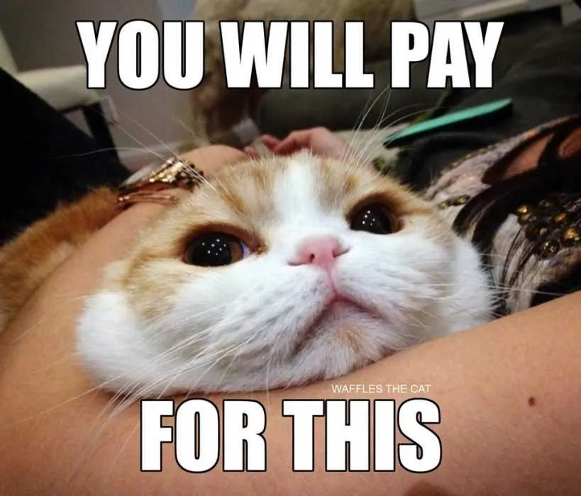 25 Funny Cat Pictures Any Cat Owner Will Recognize