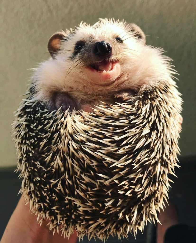 The Most Adorable Hedgehog In The World To Put A Smile On Your Face