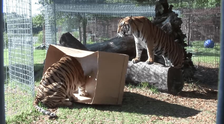 20 Funny Big Cats Who Love Cardboard Boxes Too
