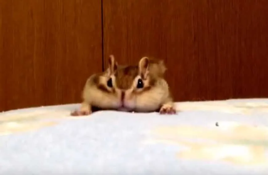 Cutest Chipmunk Ever Plays Around In Comfy Bed Sheets