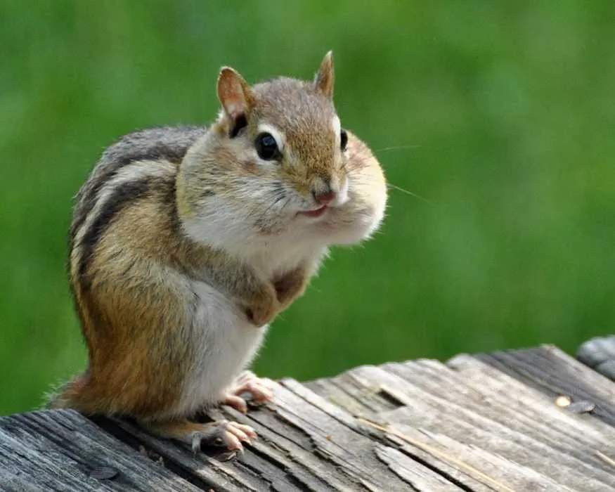 Cutest Chipmunk Ever Plays Around In Comfy Bed Sheets