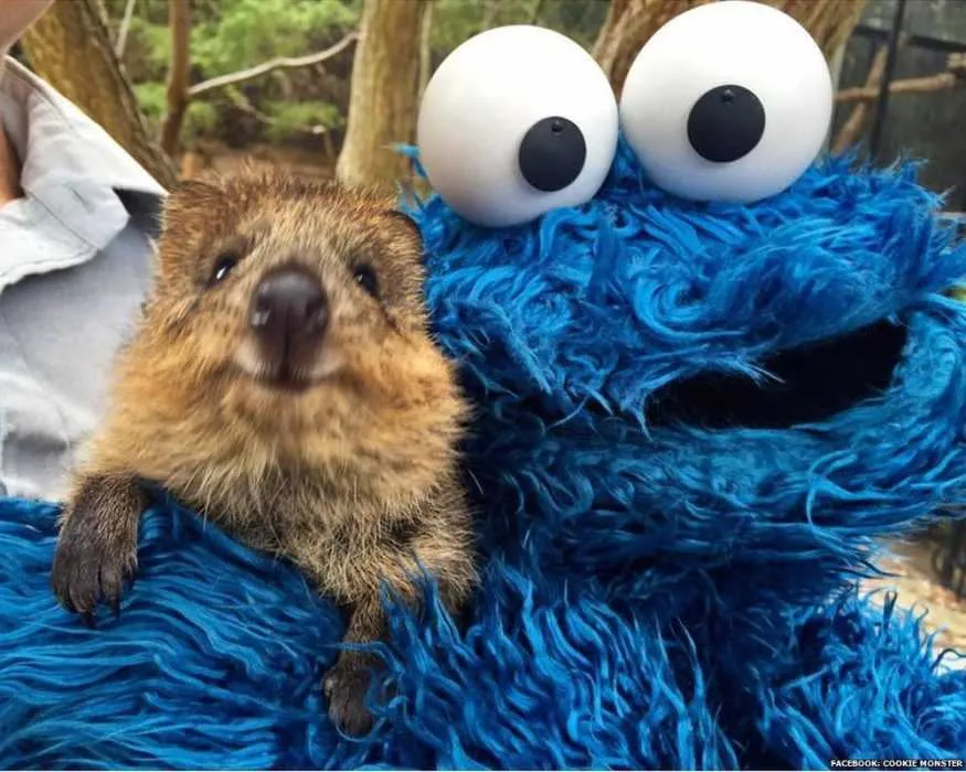 30 Funny Quokka Pictures That Will Make You Book A Flight To Australia ...