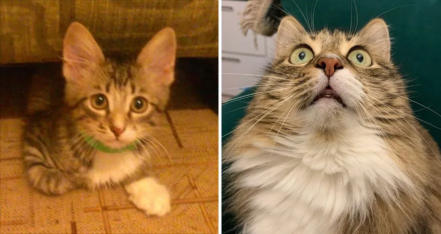 30 Majestic Images Of Cats Before And After