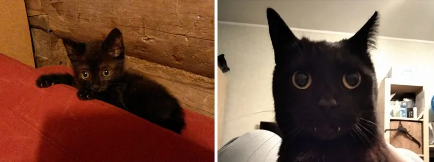 30 Majestic Images Of Cats Before And After