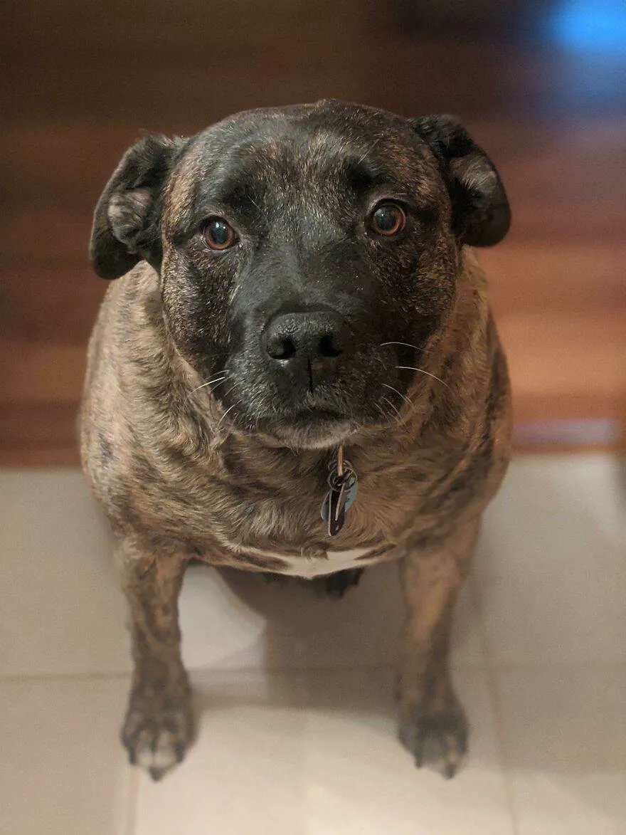 30 Wholesome Photos Of Cute Old Dogs