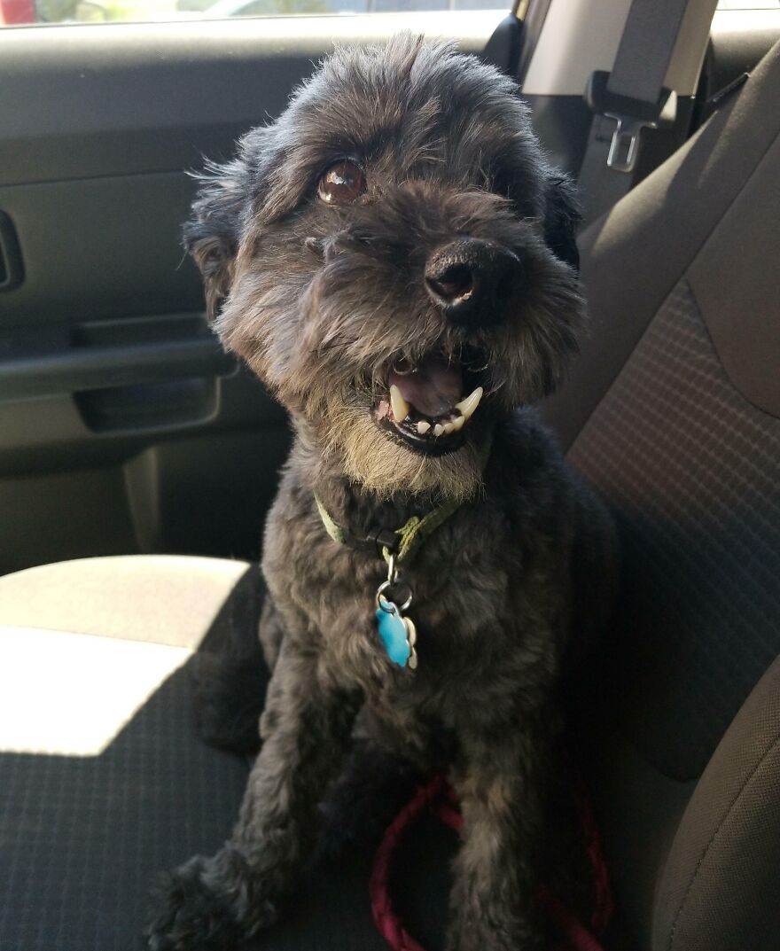 30 Absolutely Adorable Doggy Pics To Make Your Day Better