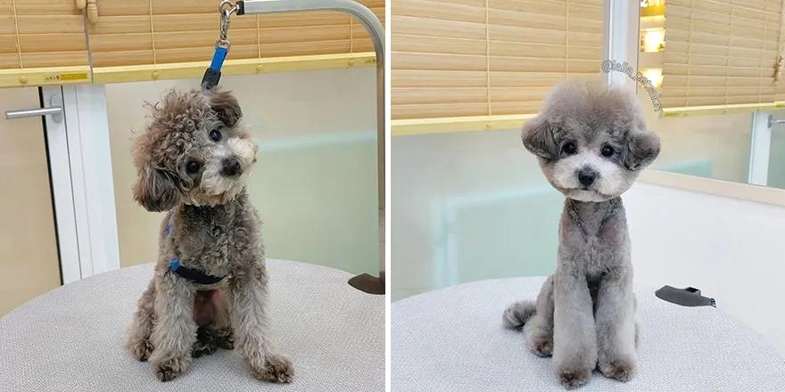 30 Amazing Professional Dog Groomers