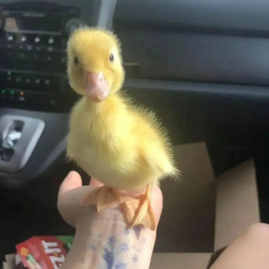 30 Adorable Duck Photos