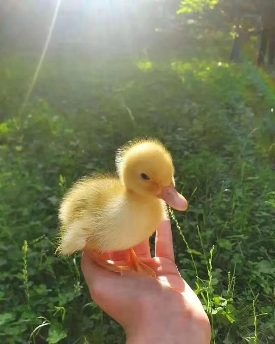 30 Adorable Duck Photos