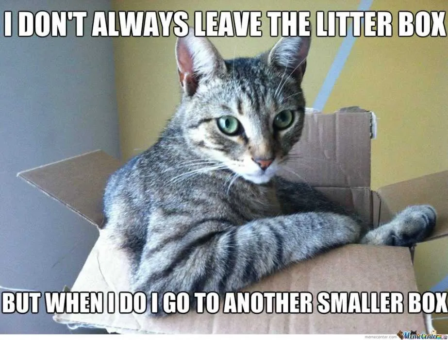 20 Funny Pictures Of Box-Loving Cats