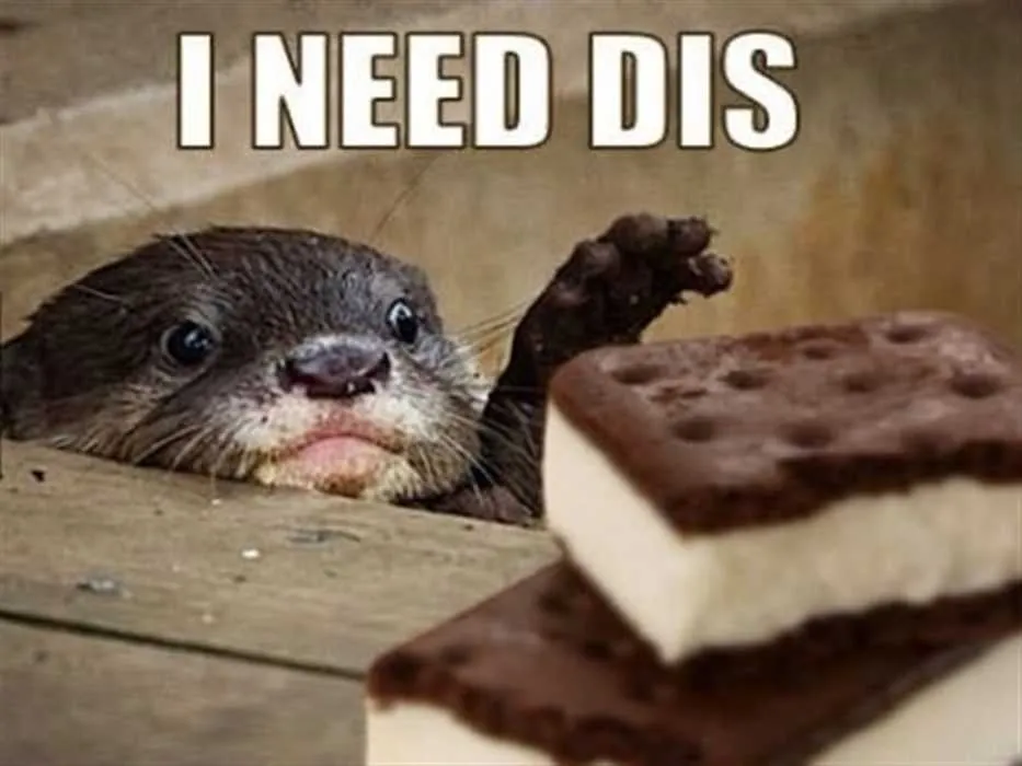21 Funny Pictures Of Otters