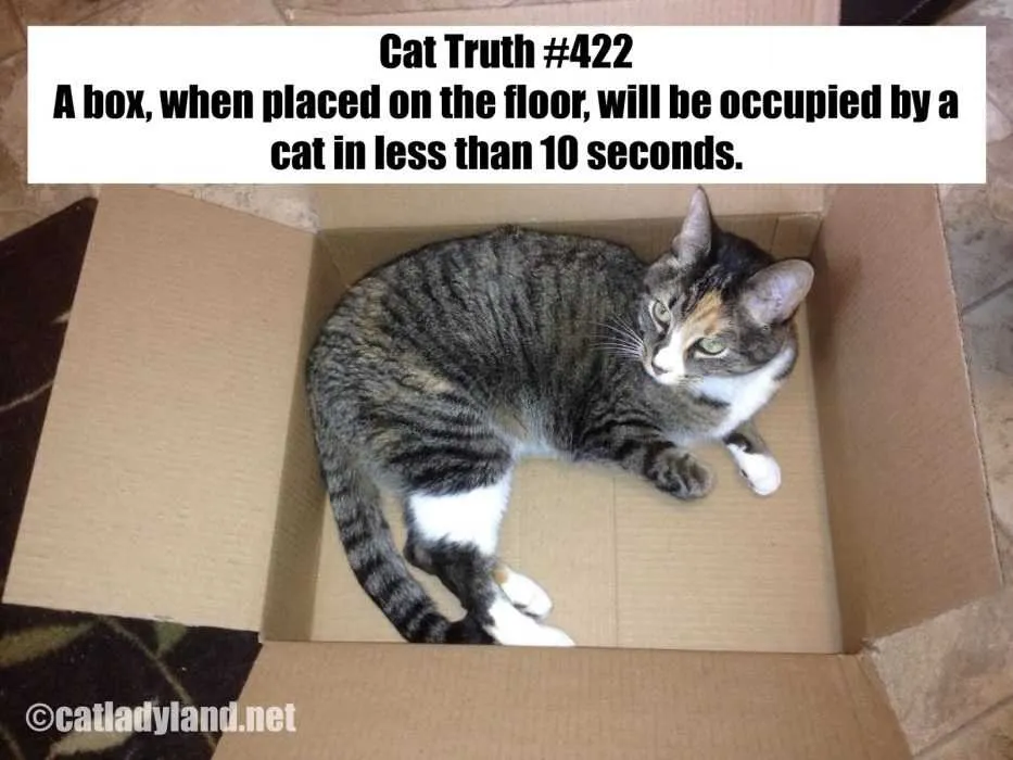 20 Funny Pictures Of Box-Loving Cats