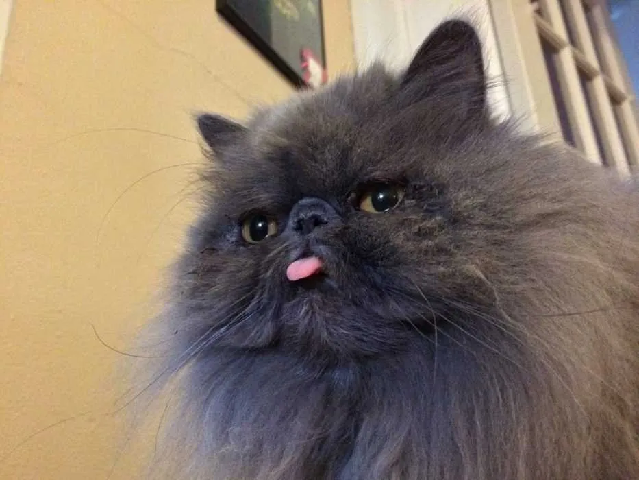 41 Funny Cats And Other Animals Who Just Have To Show You Their Bleps