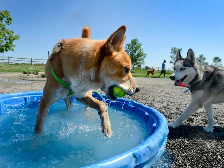 20 Pictures Of Adorable Animals Playing In A Pool And Having A Tail ...