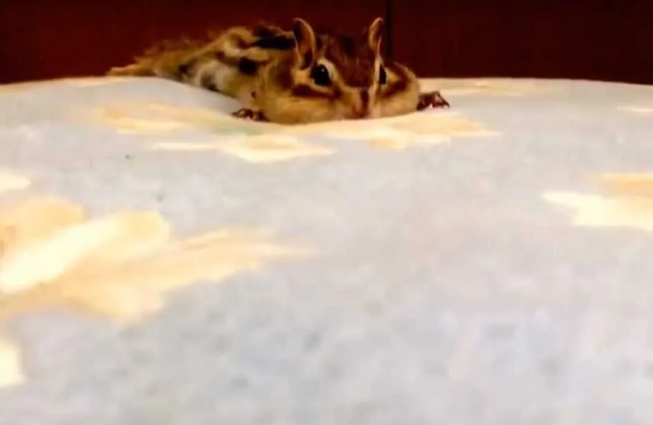 Cutest Chipmunk Ever Plays Around In Comfy Bed Sheets