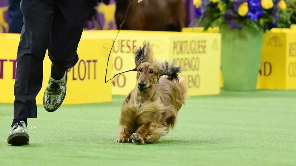 38 Funniest Memes About Dog Shows