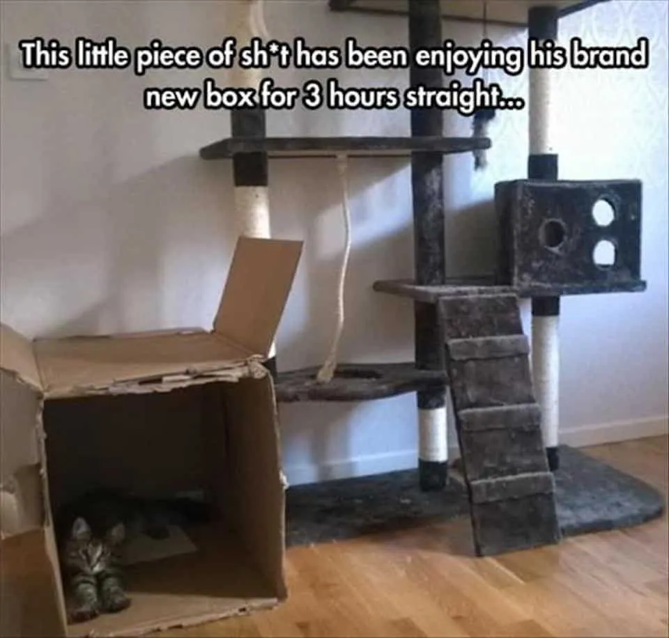 20 Funny Pictures Of Box-Loving Cats