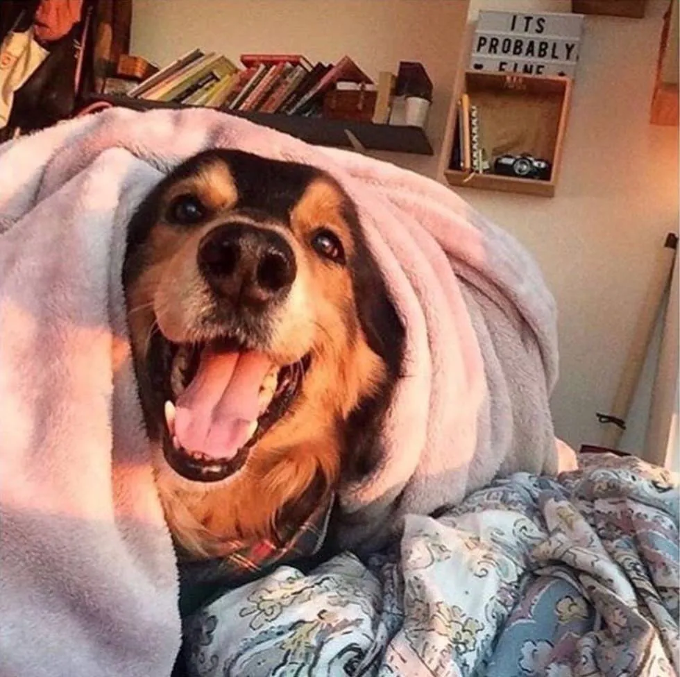 34 Priceless Pictures Of Cute Smiling Dogs