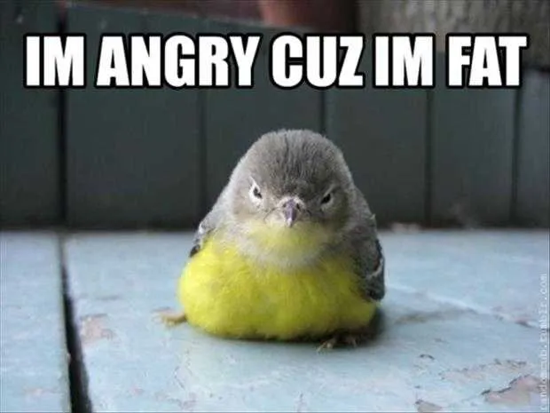 Fat-angry-birds | The Funny Beaver