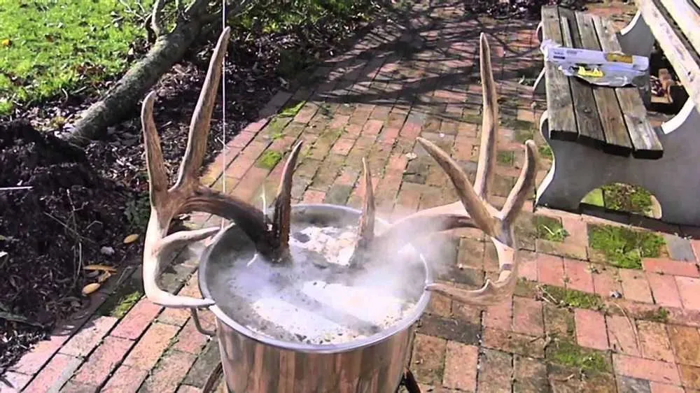 European Skull Mount - How To Do Your Own