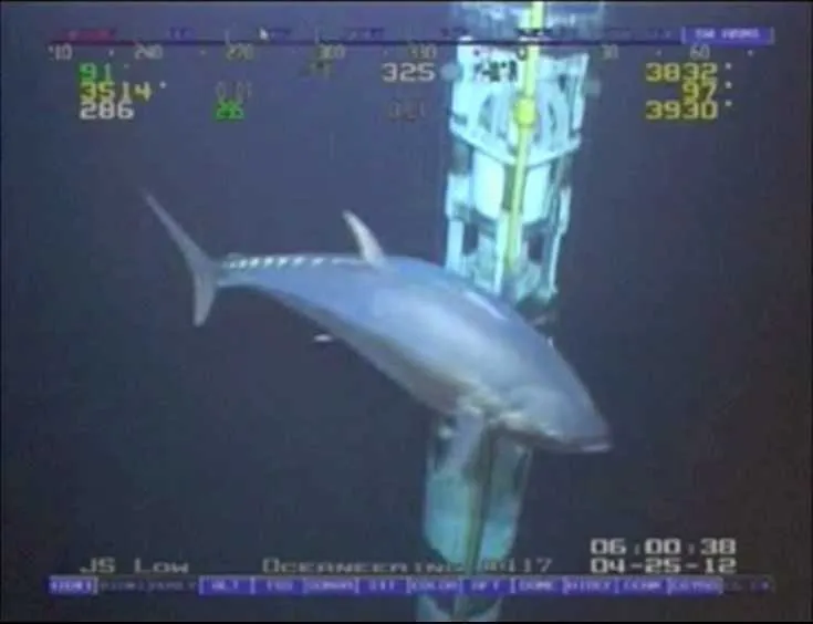 Monster Tuna Caught On Camera - Is It Actually 18 Feet Long?
