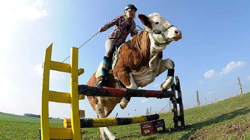 Luna The Show Jumping Cow - And Now You Have Seen It All.