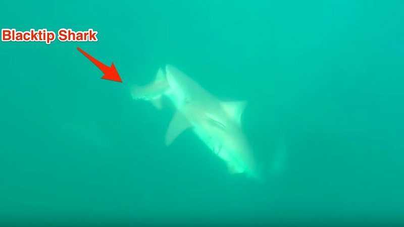 Florida Shark Bites Another Shark In Half