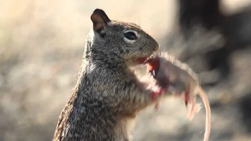 Have You Ever Seen A Squirrel Eating A Mouse? Now You Have.