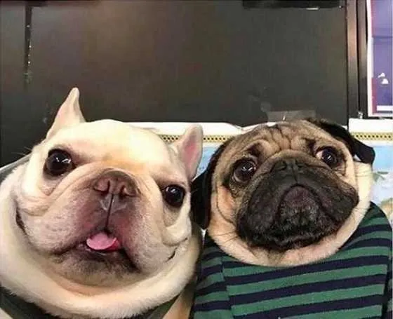 35 Animal Memes To Get You Through The Week